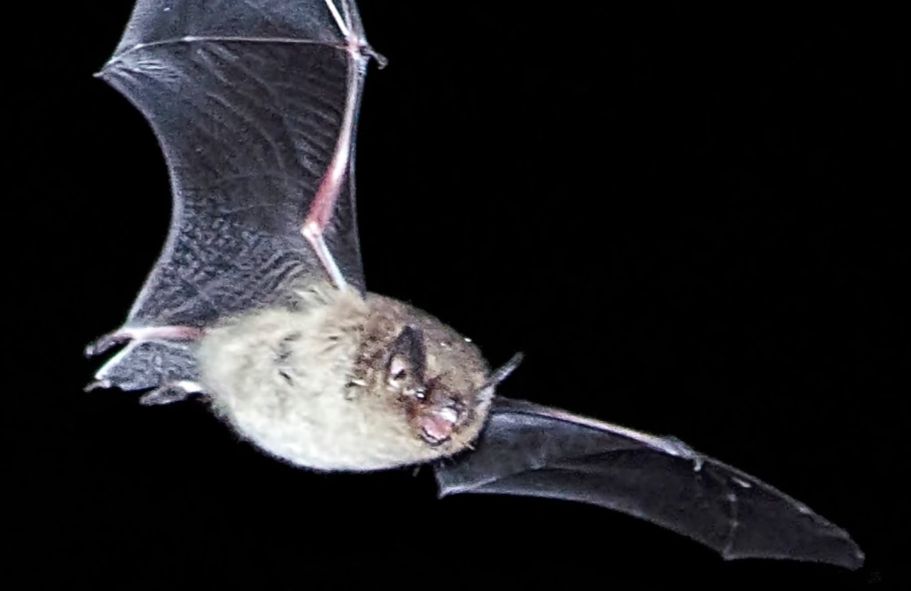 Rabid bat found near Alki Beach Pier | Westside Seattle